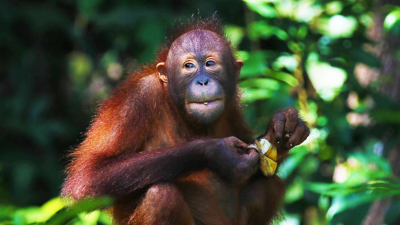 Plus de 40 000 photos gratuites de Orang Outan et de Orang-Outan - Pixabay