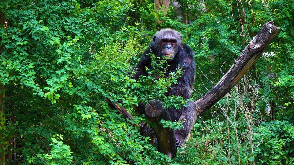 Chimpanzee Chimp Ape - Free photo on Pixabay