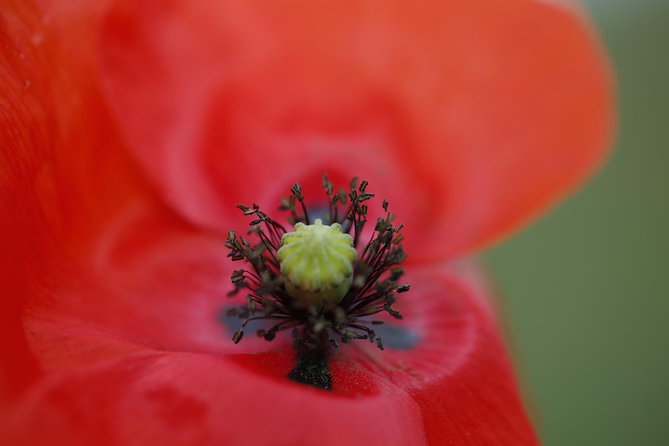 Poppy Flower Nature - Free photo on Pixabay - Pixabay