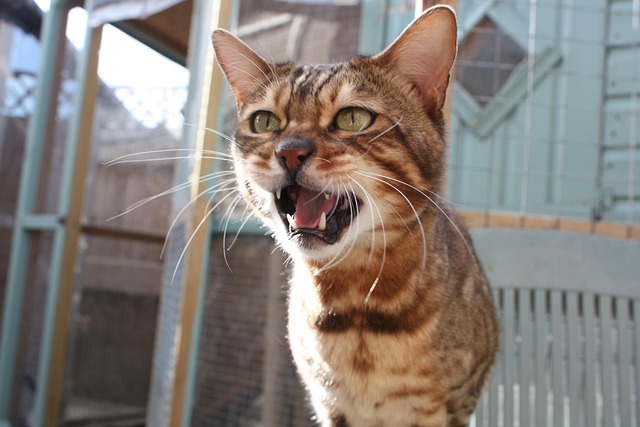 Gato Bengala Bicho De - Foto gratuita no Pixabay - Pixabay
