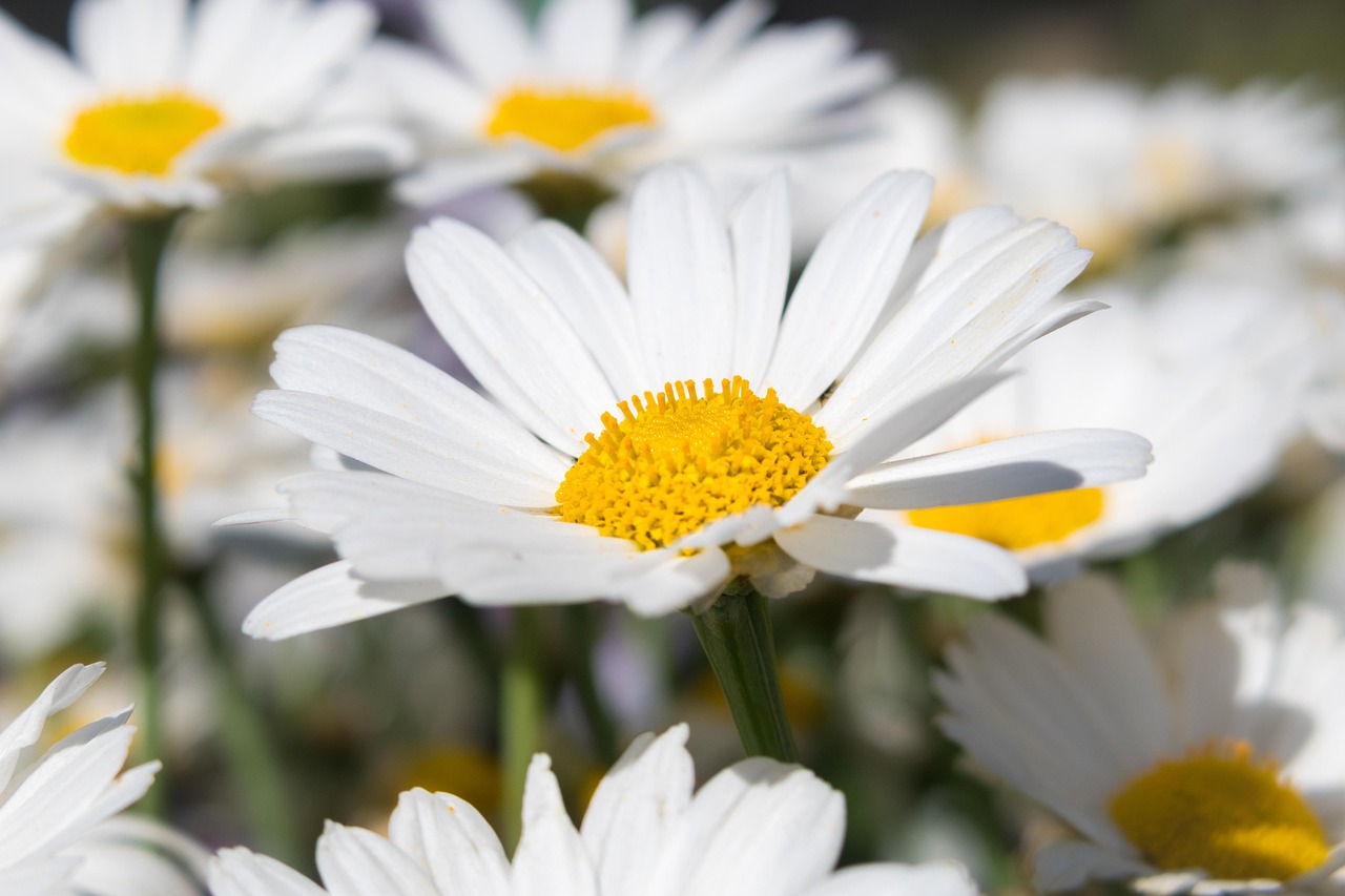 Marguerite Blossom Bloom - Free photo on Pixabay - Pixabay