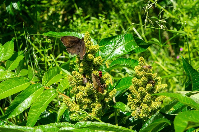 Papillons Nature Jardin - Photo gratuite sur Pixabay - Pixabay