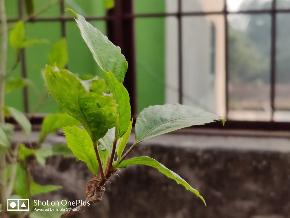 Green Plant Oneplus Captures - Free photo on Pixabay - Pixabay
