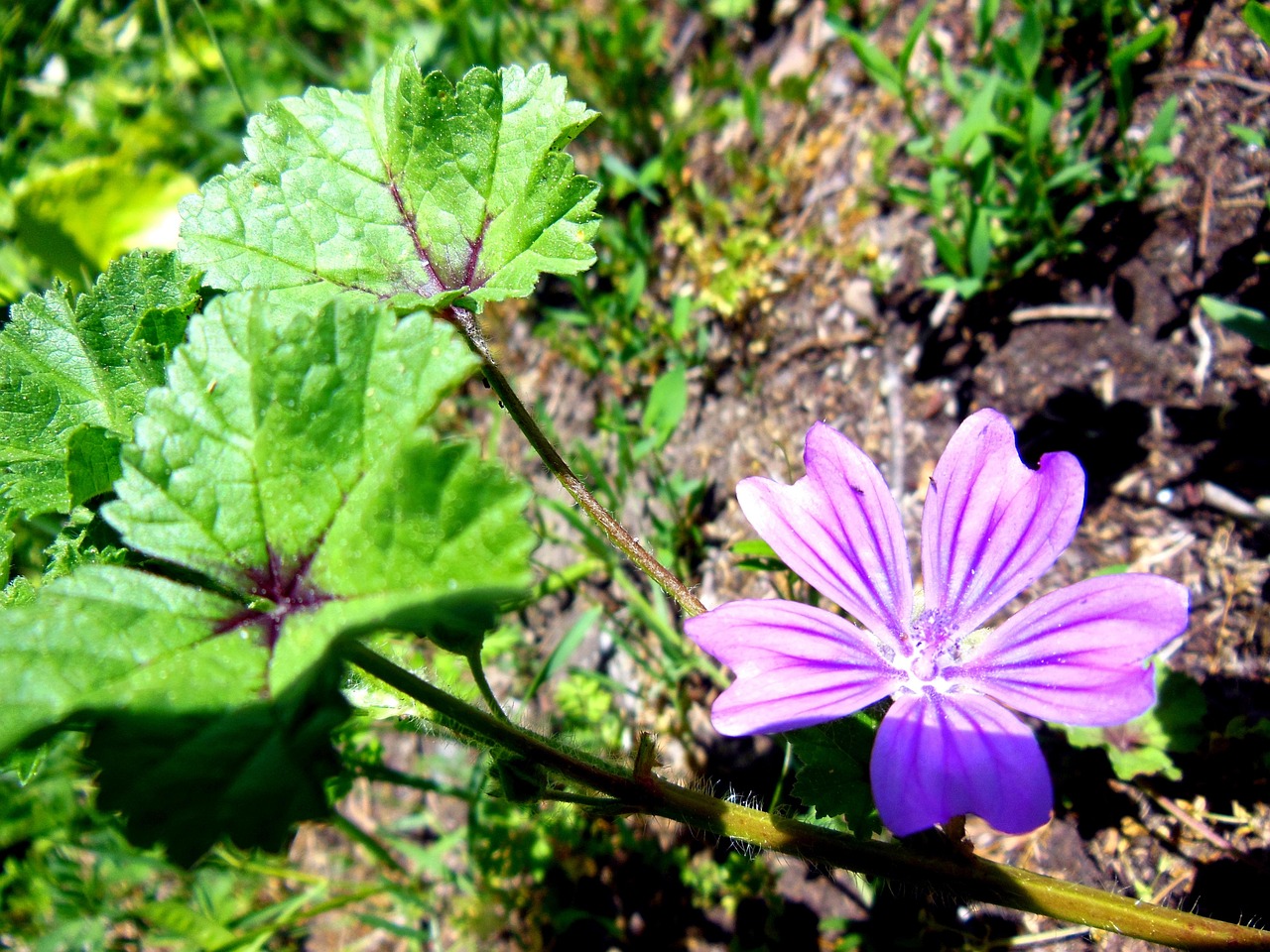Hungria Flor Malva - Foto gratuita no Pixabay - Pixabay