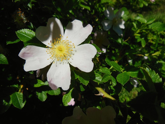 Hungary Flower Brian - Free photo on Pixabay - Pixabay