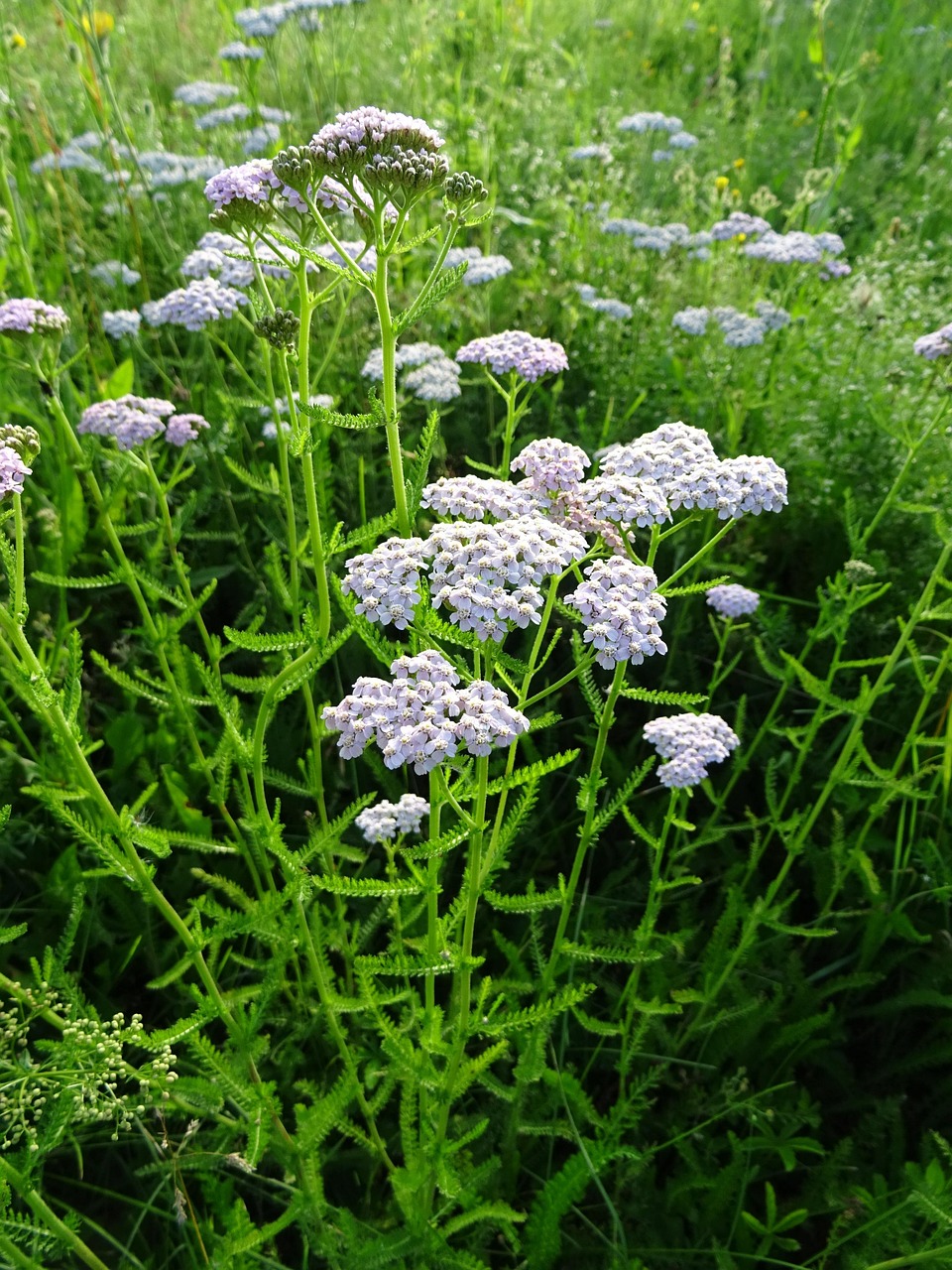 Krwawnik Pospolity Achillea Darmowe Zdj cie Na Pixabay Pixabay Krwawnik Pospolity Achillea Darmowe Zdj cie Na Pixabay Pixabay