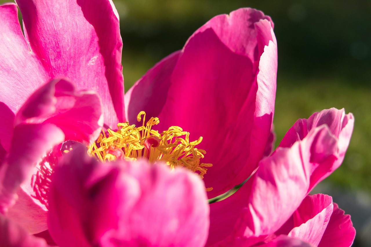 Pivoine Fleur Mauve - Photo gratuite sur Pixabay - Pixabay