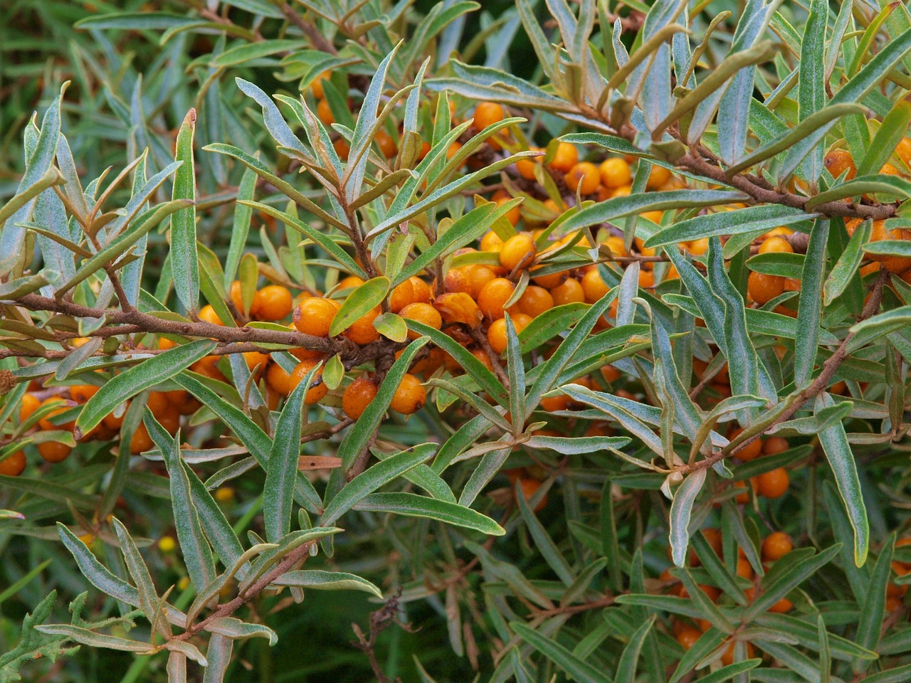 Fruta Naturaleza Mar