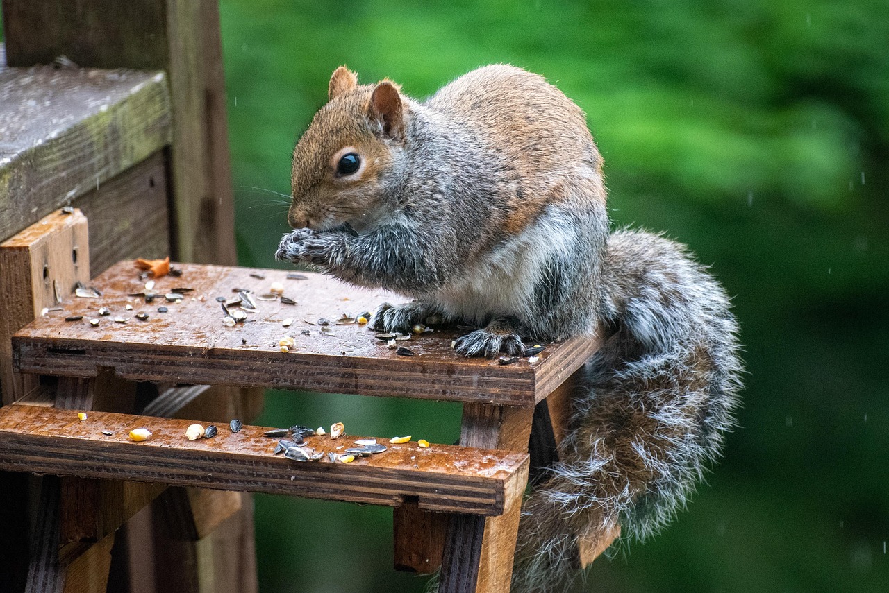 Squirrel Feeding Animal Free Photo On Pixabay Pixabay