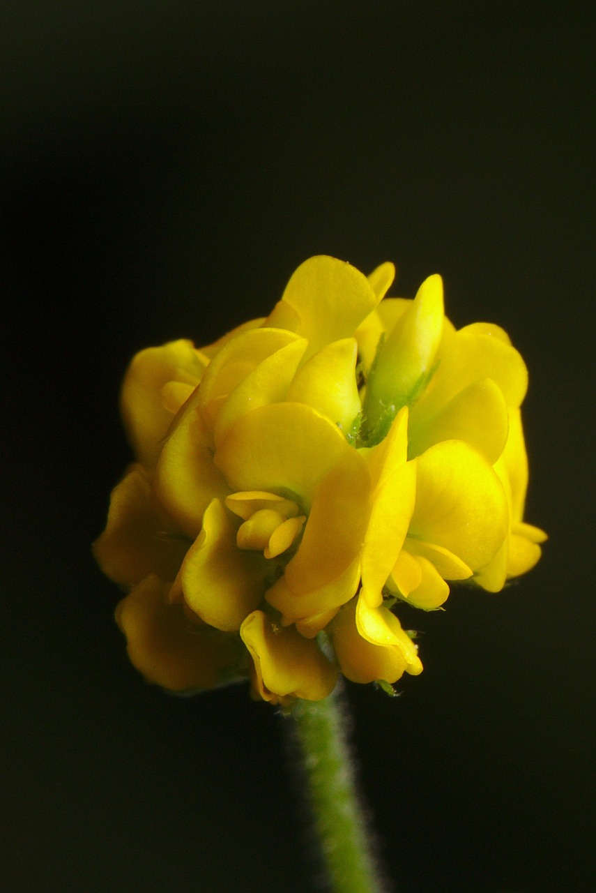 Hop Trébol Flor Amarillo Close-Up - Foto gratis en Pixabay - Pixabay