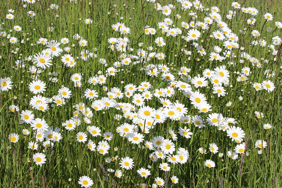 Daisies Meadow Flower - Free photo on Pixabay
