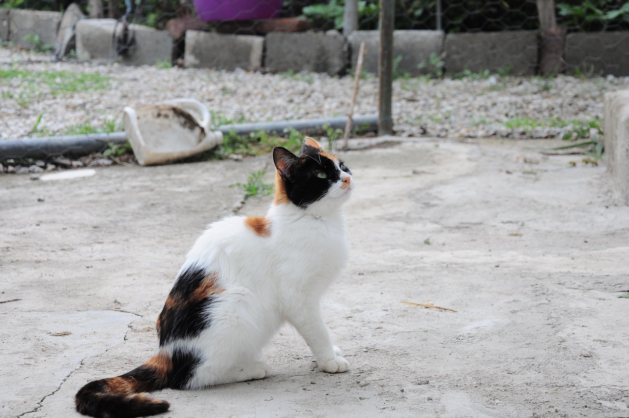 Cat Official Pictures - Free photo on Pixabay - Pixabay