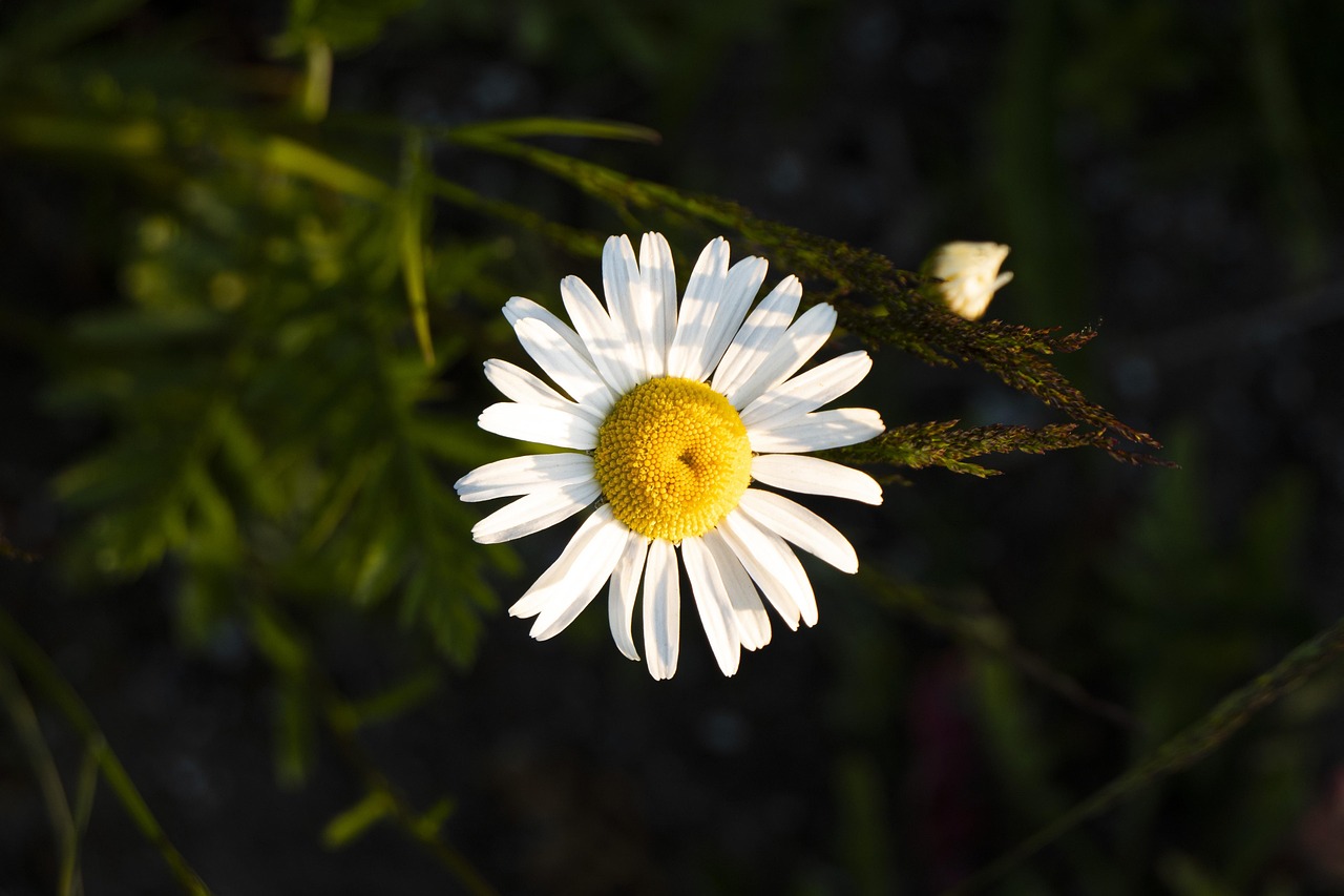 50+ Free Globule Jastrun & Globules Images - Pixabay