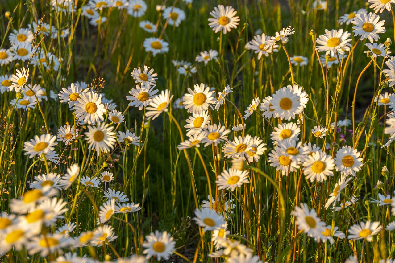 50+ Free Globule Jastrun & Globules Images - Pixabay