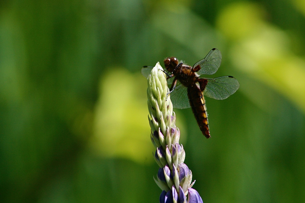 800+ Free Lupines & Nature Images - Pixabay