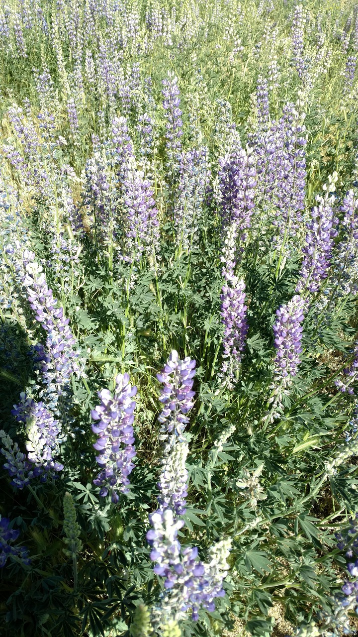 Lupine Wild - Kostenloses Foto auf Pixabay - Pixabay