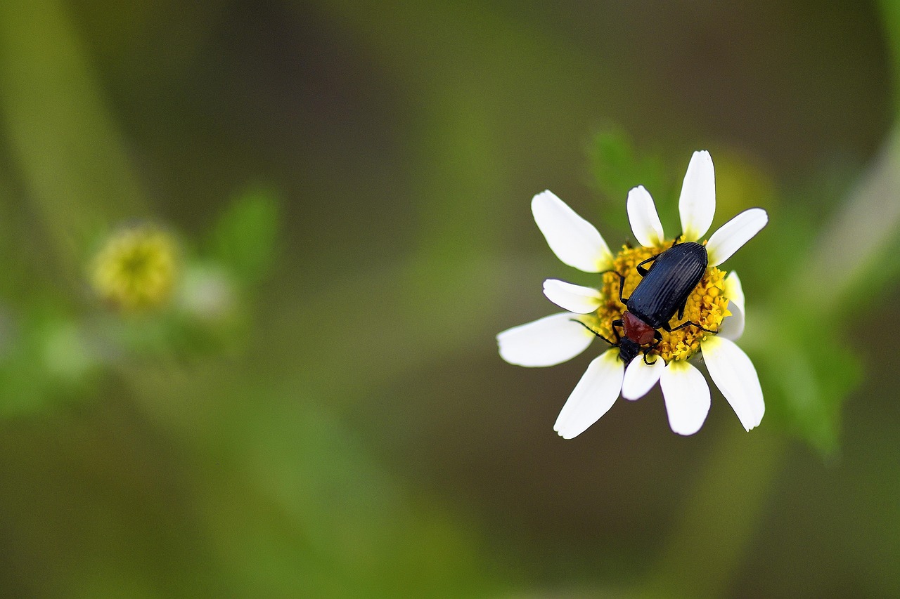 Fleur Beetle Le Printemps - Photo gratuite sur Pixabay - Pixabay
