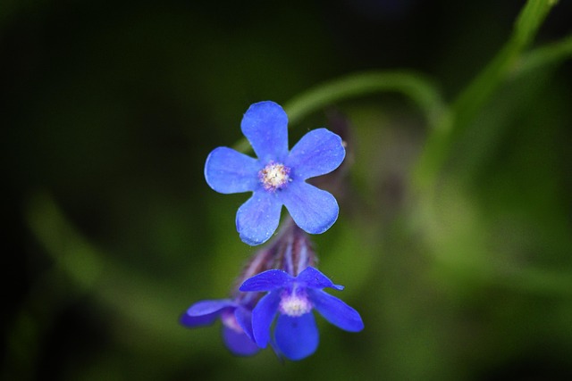 Anchusa热情 花 细节 - Pixabay上的免费照片 - Pixabay