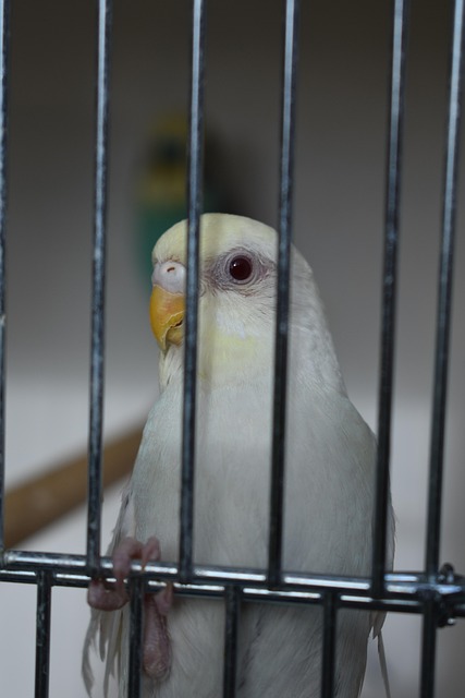 Bird White Albino - Free photo on Pixabay - Pixabay