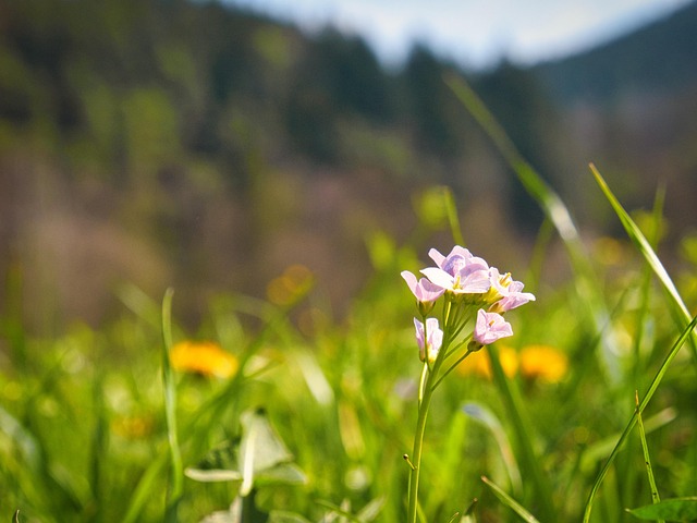 Padang Rumput Bunga Alam - Foto gratis di Pixabay - Pixabay