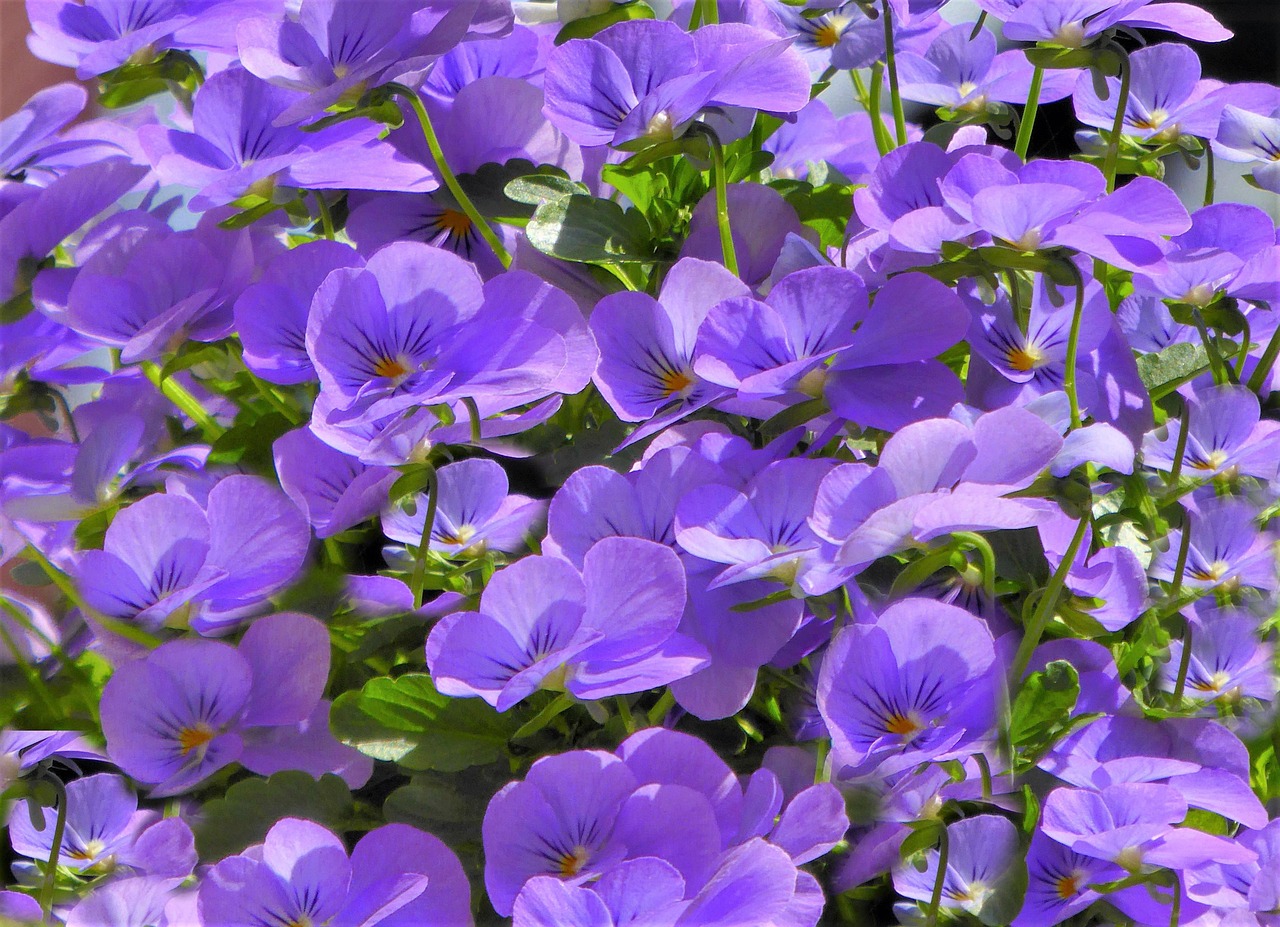 Fleurs Bloom Botanique - Photo gratuite sur Pixabay - Pixabay