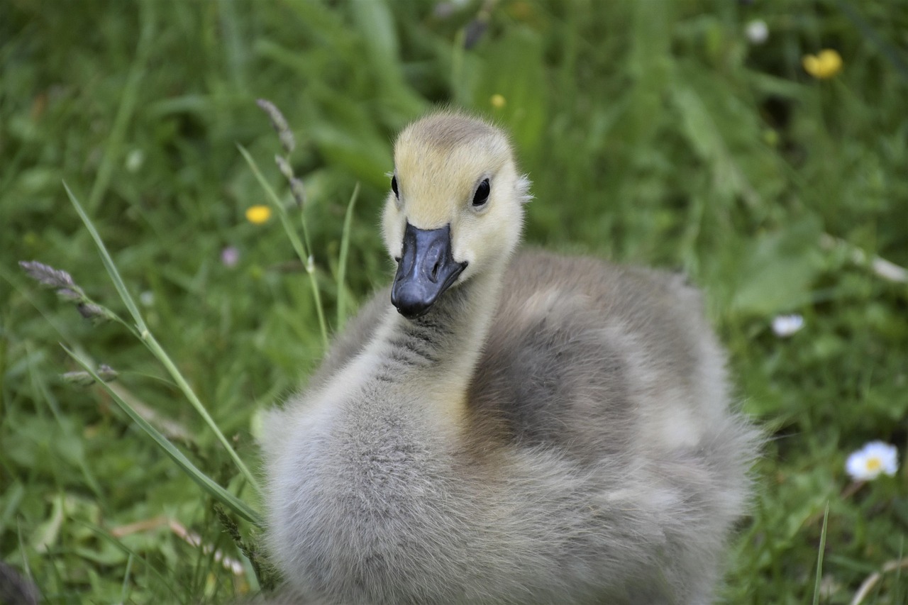 Goose Family Chicks Canada - Free photo on Pixabay - Pixabay
