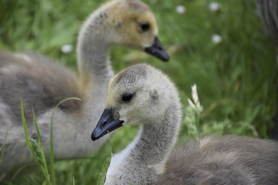 Geese Family Goose Chicks Canada - Free photo on Pixabay - Pixabay