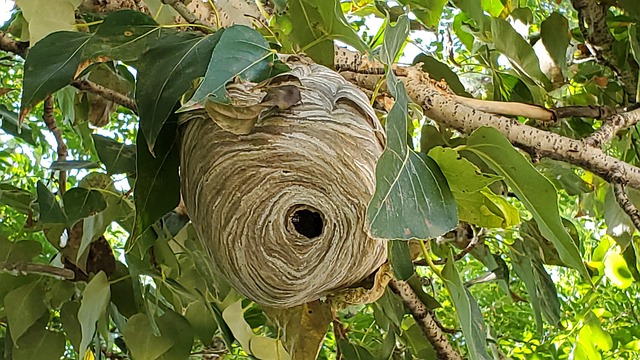 Bee Hive Beehive - Free photo on Pixabay - Pixabay