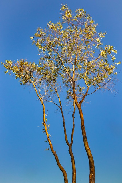 Arbre Bleu Ciel - Photo gratuite sur Pixabay - Pixabay