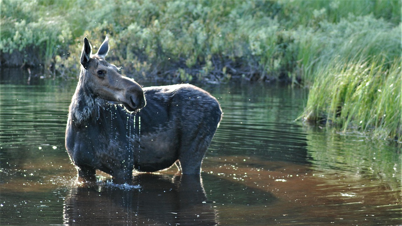 600+ Free Moose & Nature Images - Pixabay