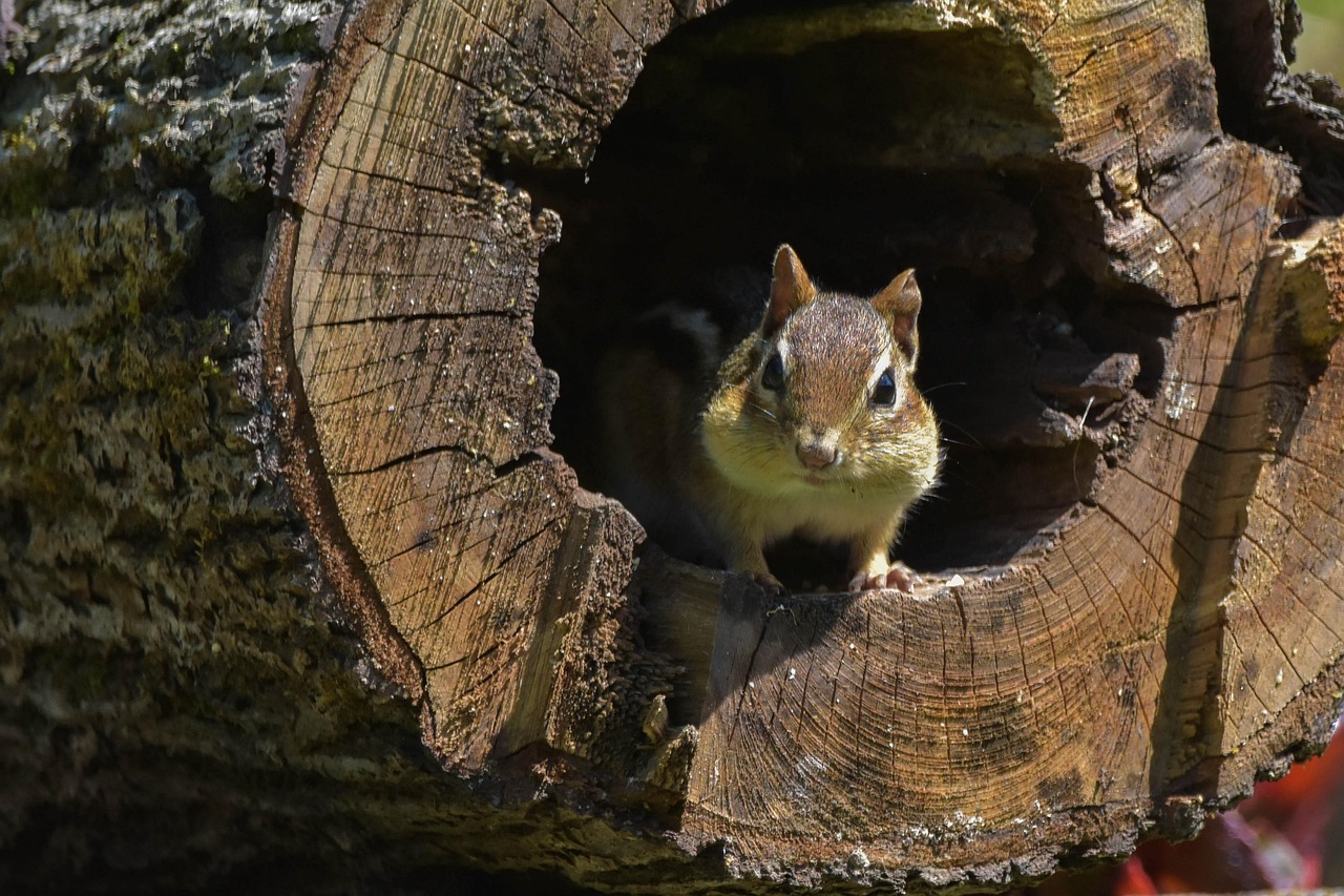 300,000+ Free Peeking Animal & Nature Images - Pixabay