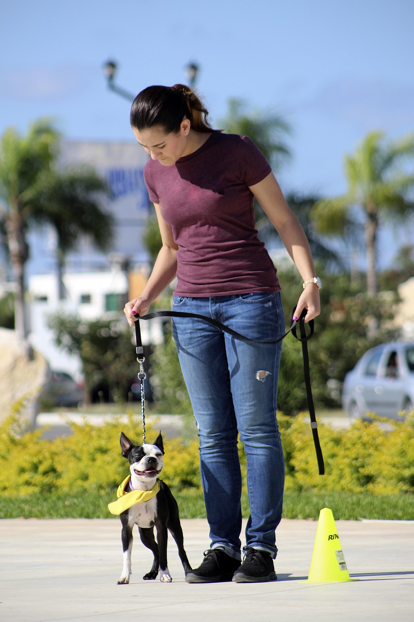 Dog Training Entrenamiento - Free photo on Pixabay