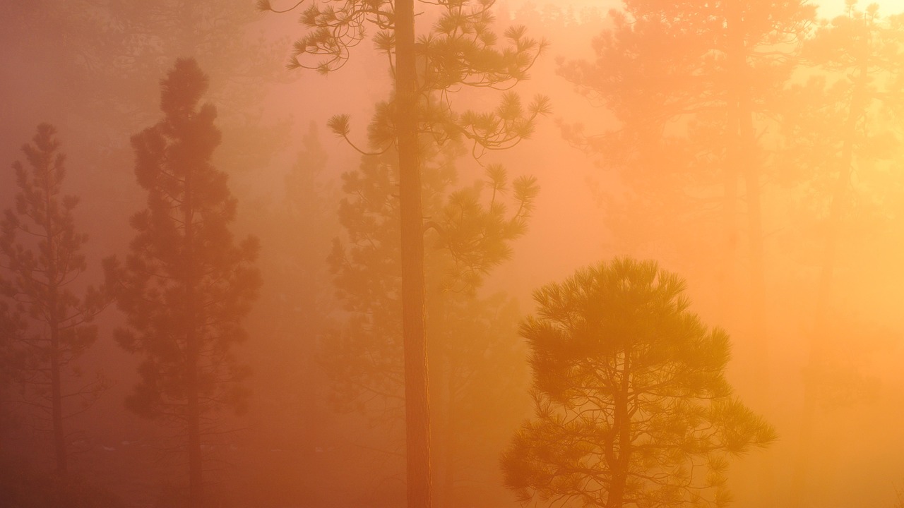 Sunset Fog Foggy - Free photo on Pixabay - Pixabay Sunset Fog Foggy - Free photo on Pixabay - Pixabay