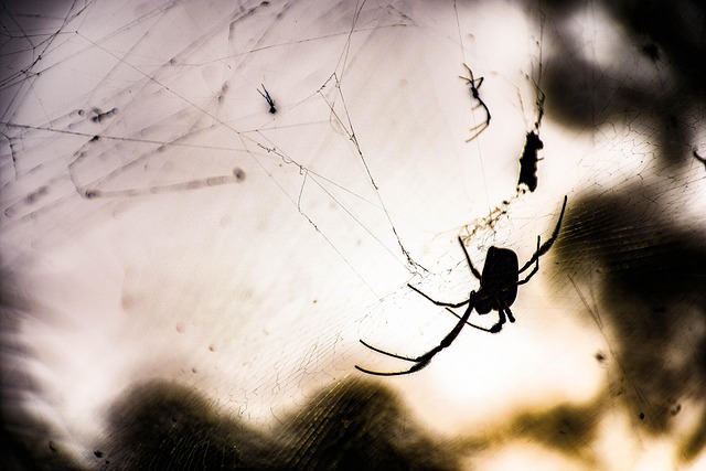 Spider Scary Creepy - Free photo on Pixabay