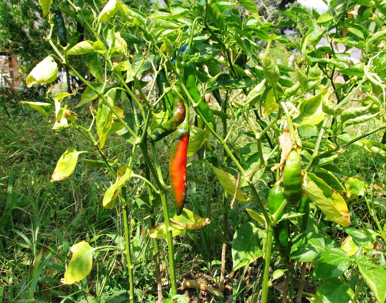 Planta Chirel - Ingyenes fotó a Pixabay-en - Pixabay