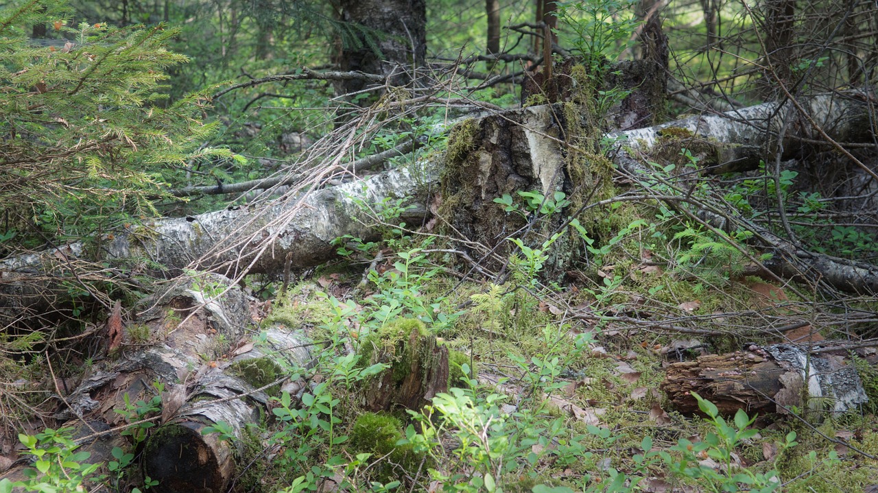 Disintegration Transience Forest - Free photo on Pixabay - Pixabay