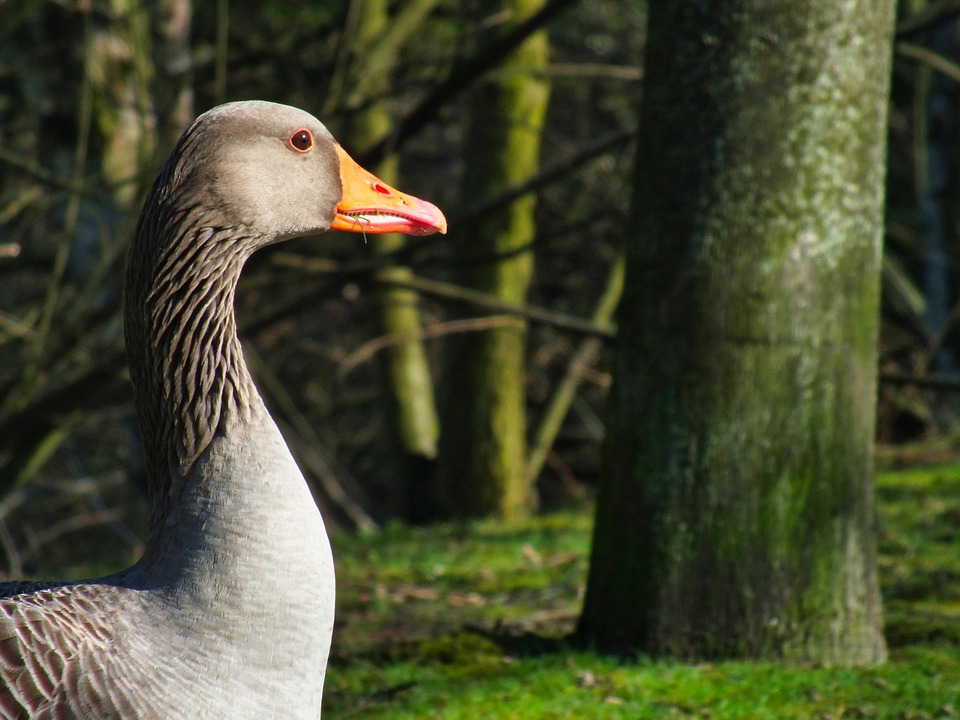Wild Goose Water Bird - Free photo on Pixabay - Pixabay