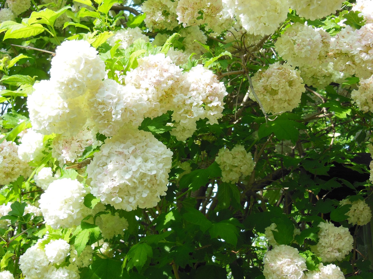 Hungary Flower Bush - Free photo on Pixabay