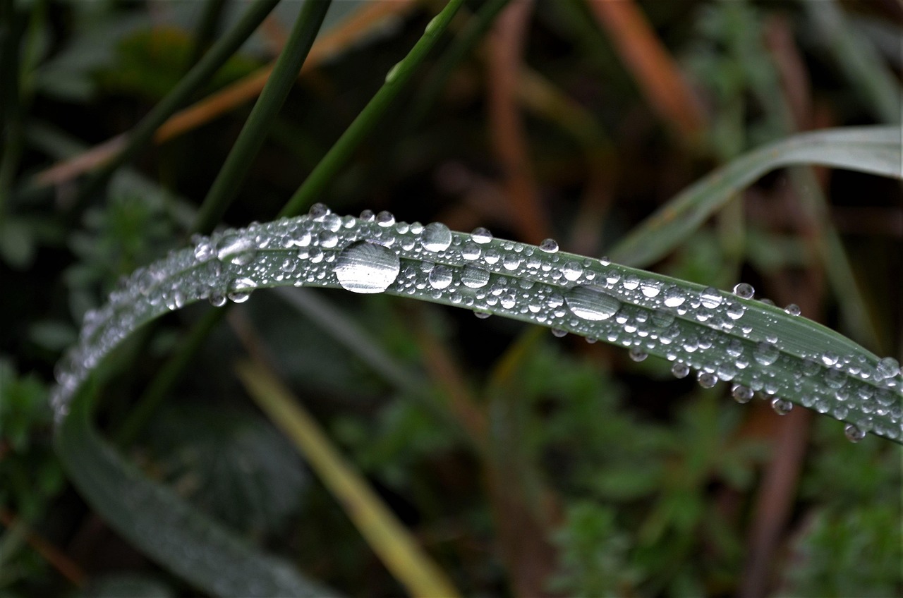 Goutte D'Eau Feuille - Photo gratuite sur Pixabay - Pixabay