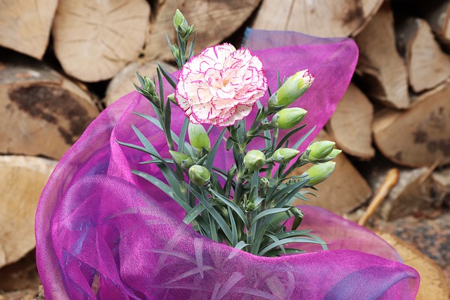 Œillet Oeillet Rose Fleur - Photo gratuite sur Pixabay - Pixabay
