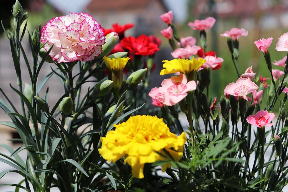Flower Carnation Bouquet - Free photo on Pixabay