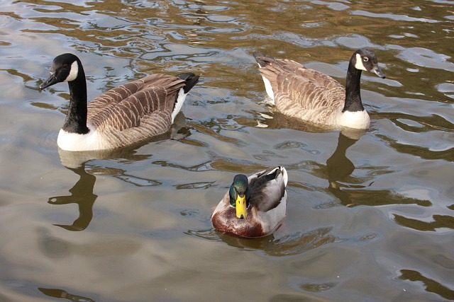 Patos Lago Agua - Foto gratuita no Pixabay - Pixabay
