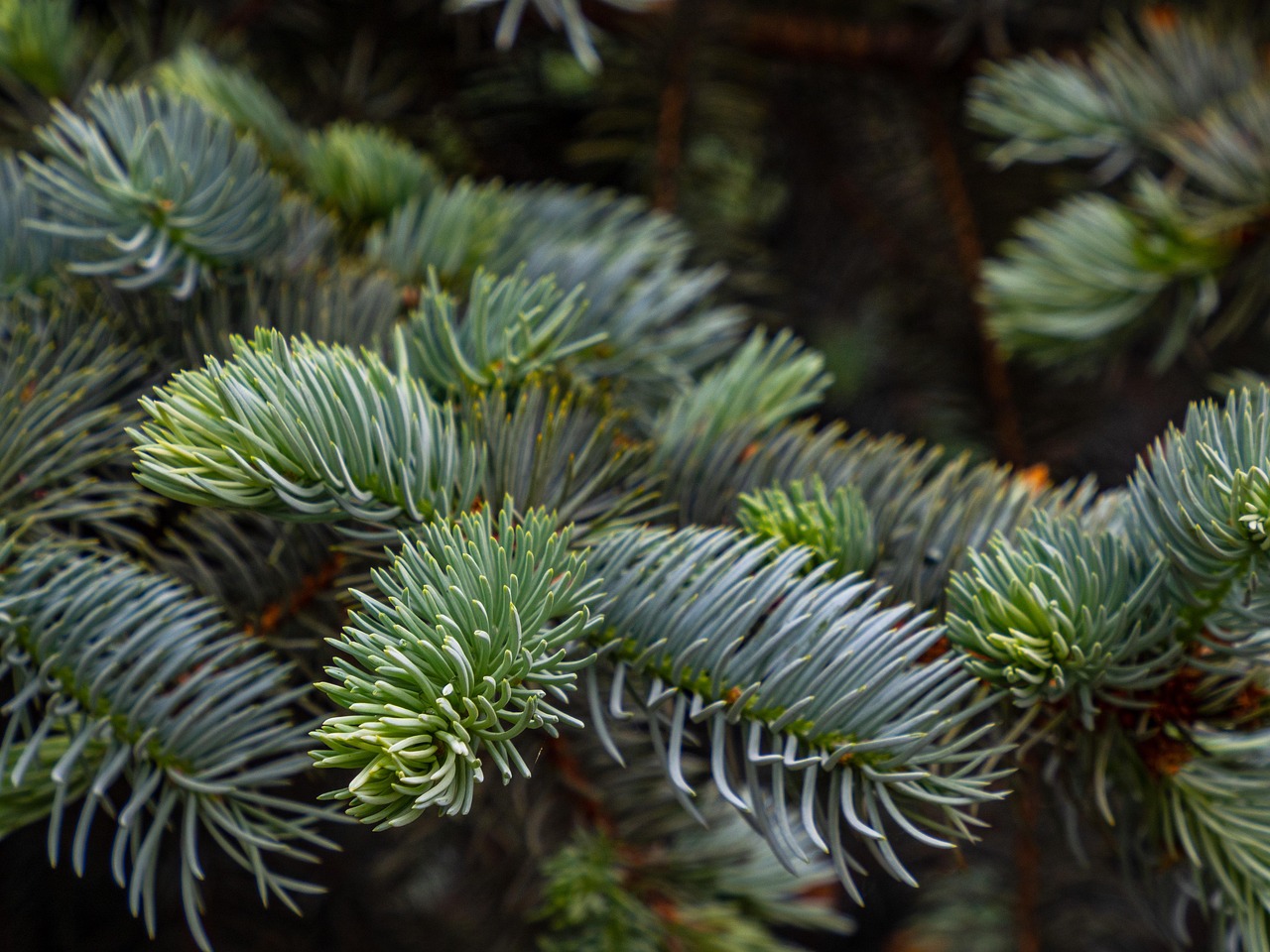 Albero Evergreen Aghi - Foto gratis su Pixabay - Pixabay
