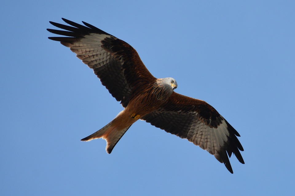 Animal Bird Raptor Red - Free photo on Pixabay