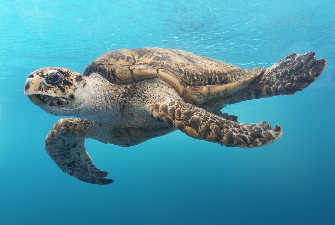 Animal Tortoise Turtles - Free photo on Pixabay - Pixabay Animal Tortoise Turtles - Free photo on Pixabay - Pixabay