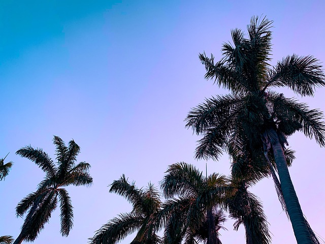Natur Palme Palmen - Kostenloses Foto auf Pixabay - Pixabay