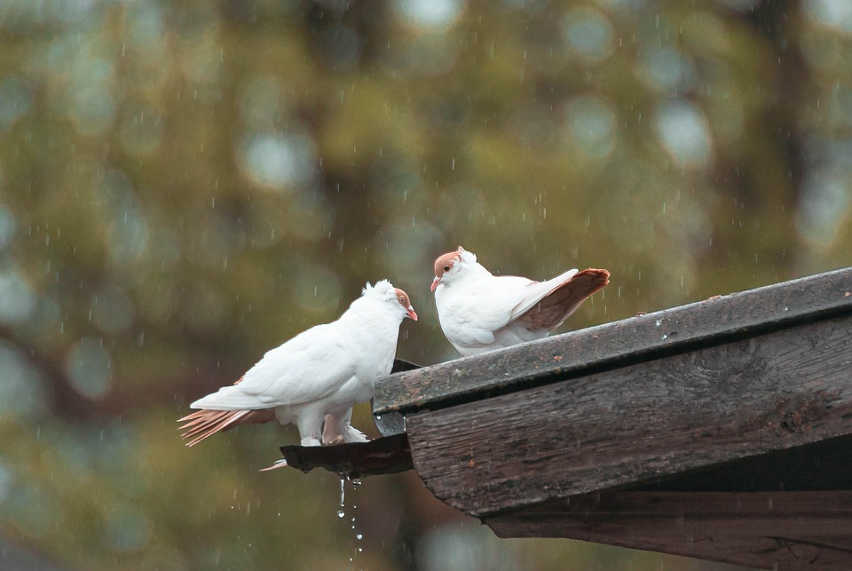 Dove Rain Drops - Free photo on Pixabay