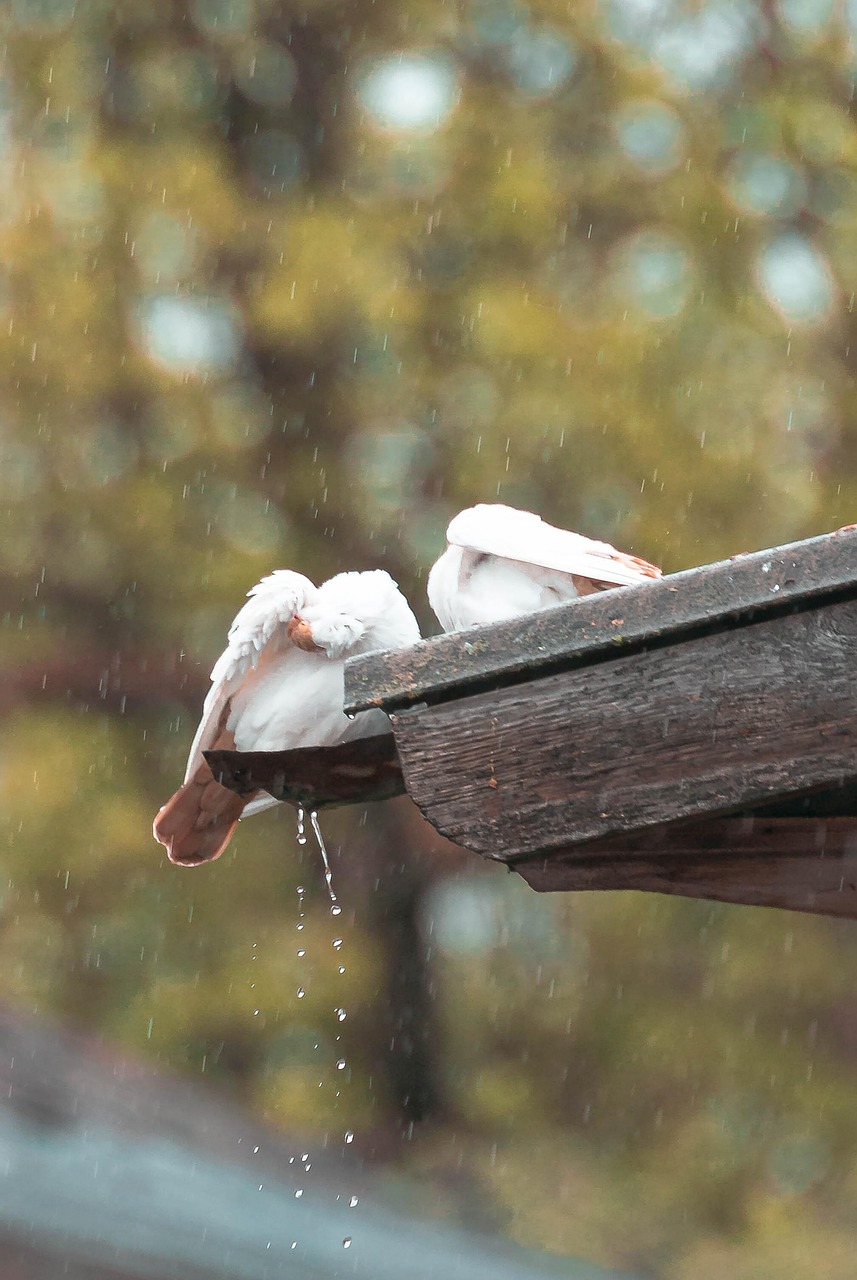 Dove Rain Drops - Free photo on Pixabay