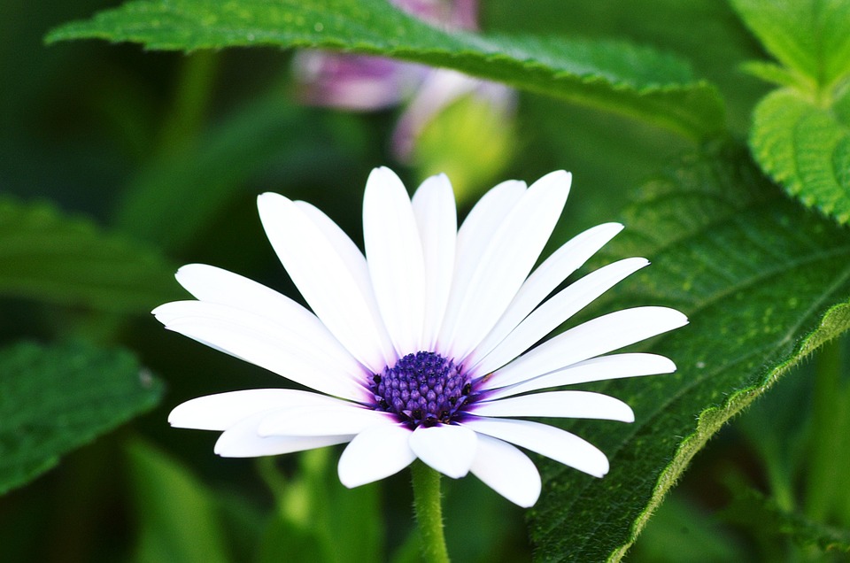 Marguerite Fleur Printemps - Photo gratuite sur Pixabay - Pixabay