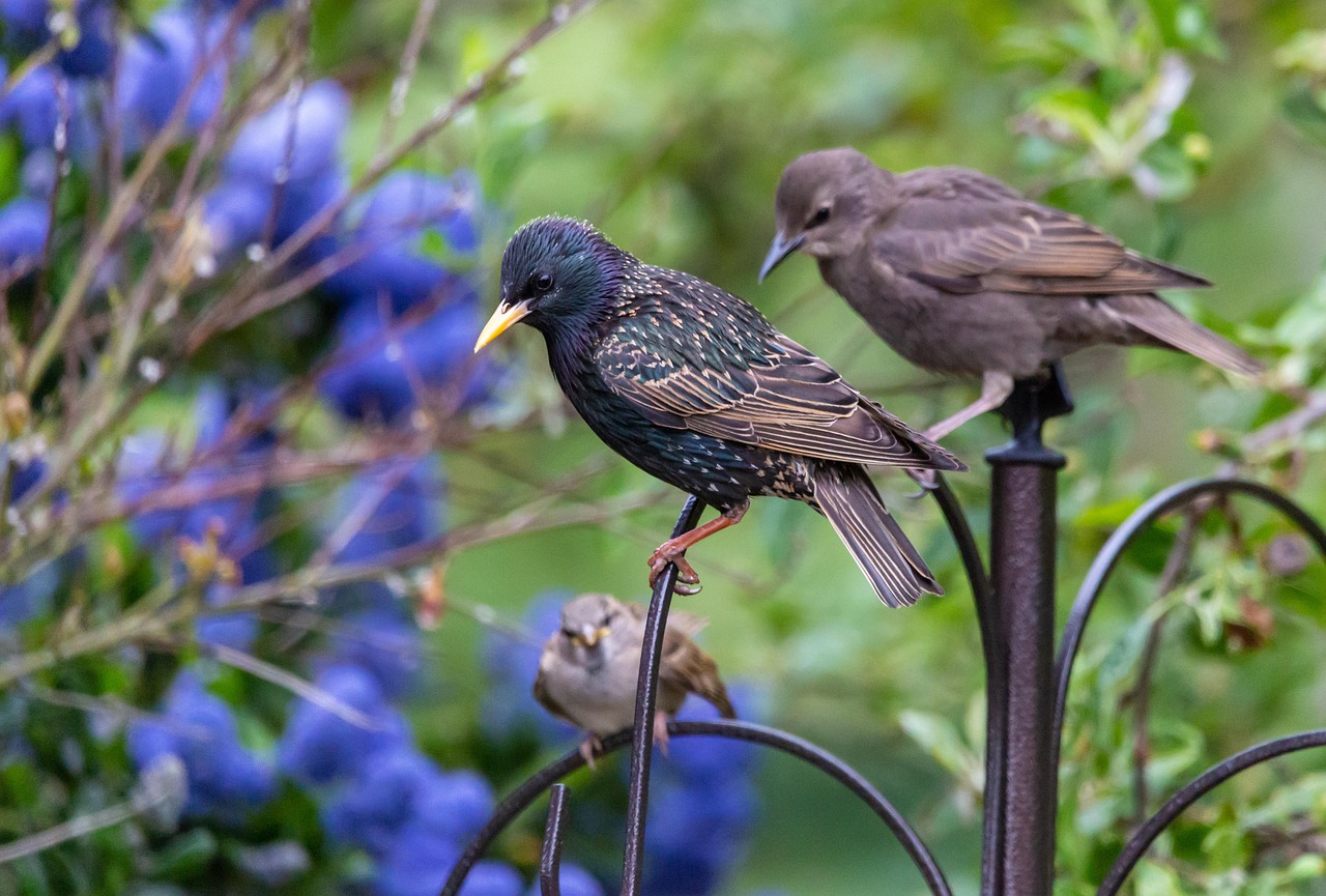 Juvenile Starling